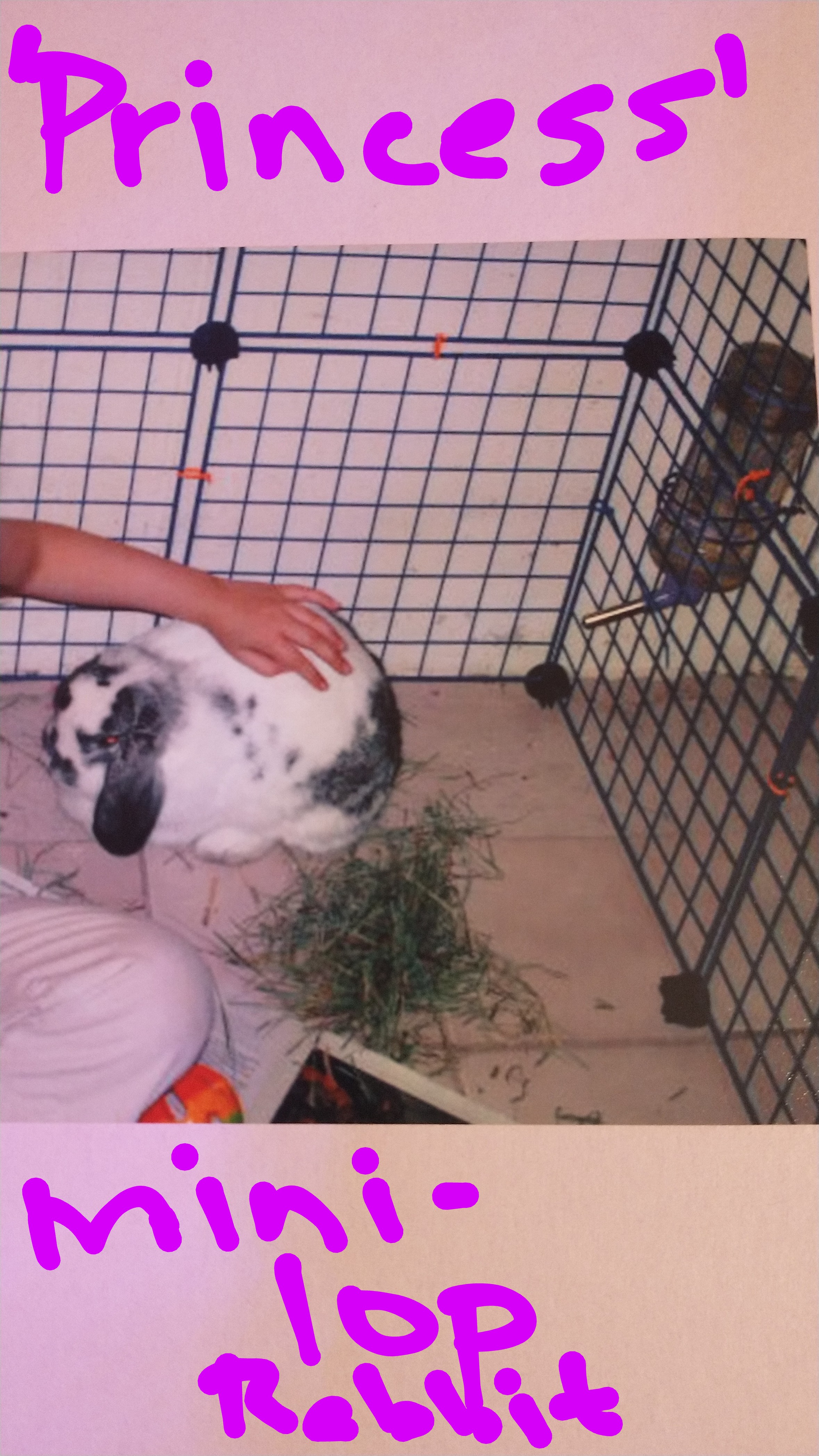 #33. Rabbit Care Series #5: Things You’ll Need Before You Bring Your ...