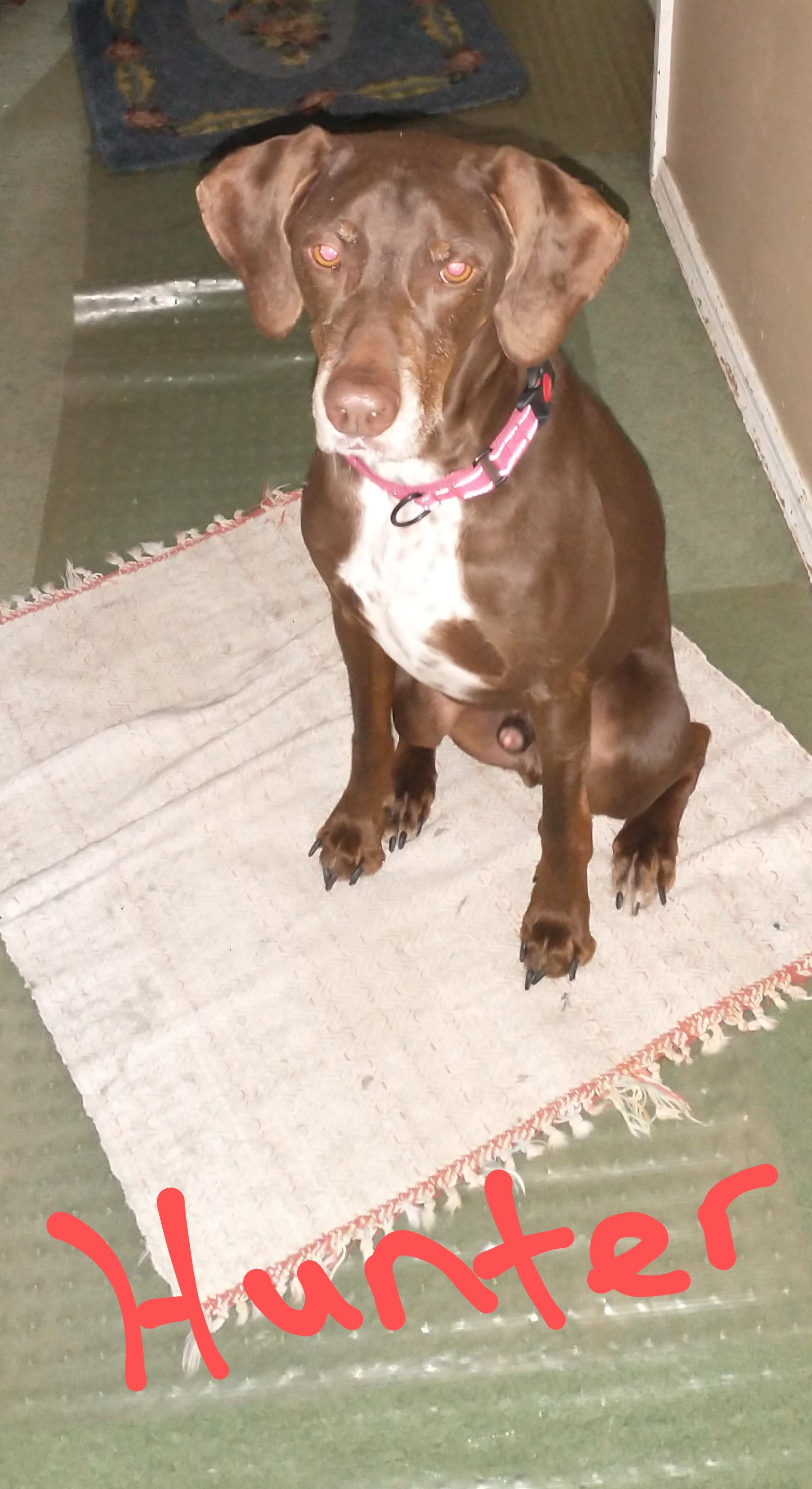 #66. Look who’s about to turn 5 Years old – Echoing Great Pet Care