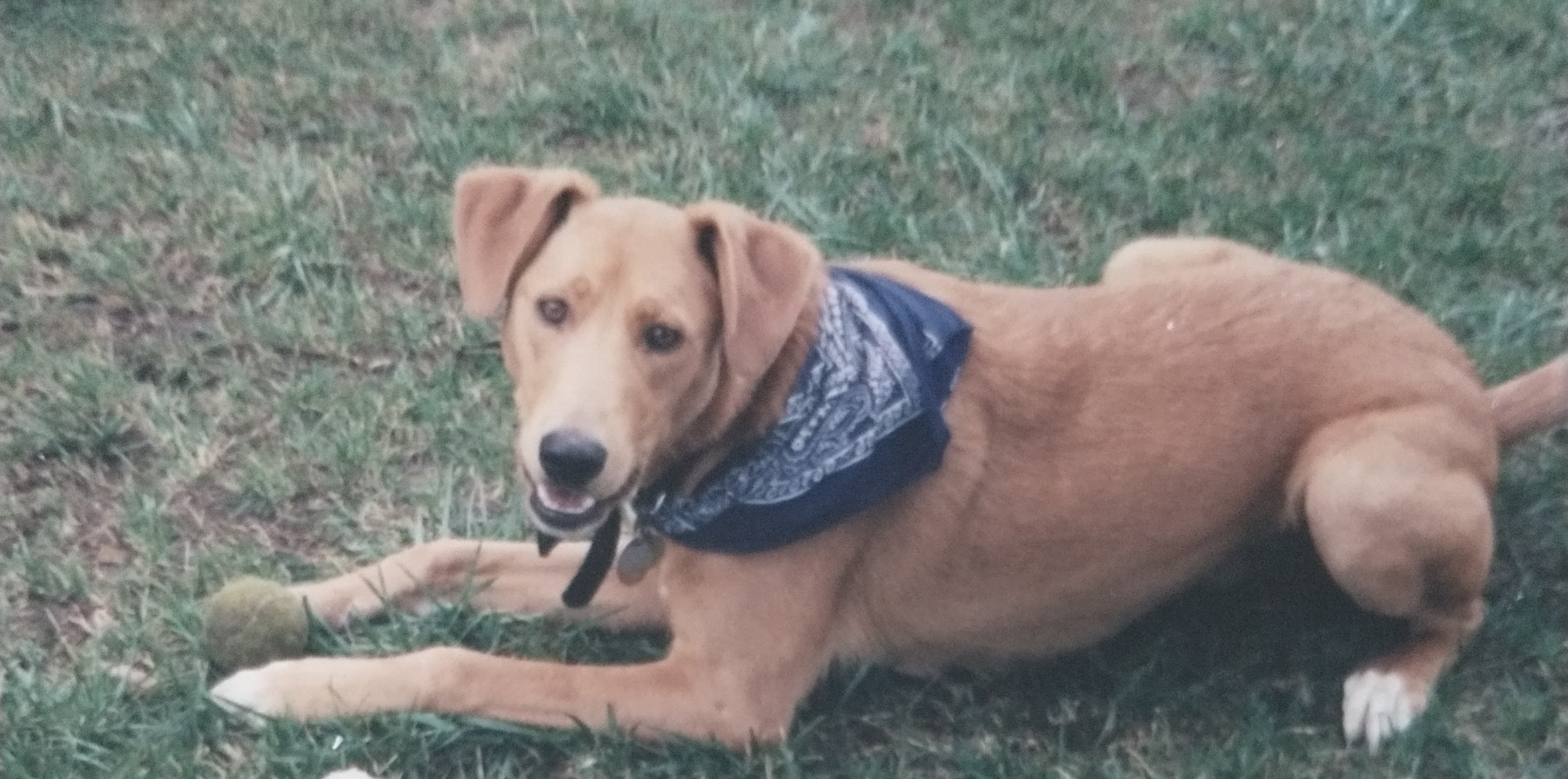 #80. My 1st Dog Sam’s Story, Part 1 – Echoing Great Pet Care