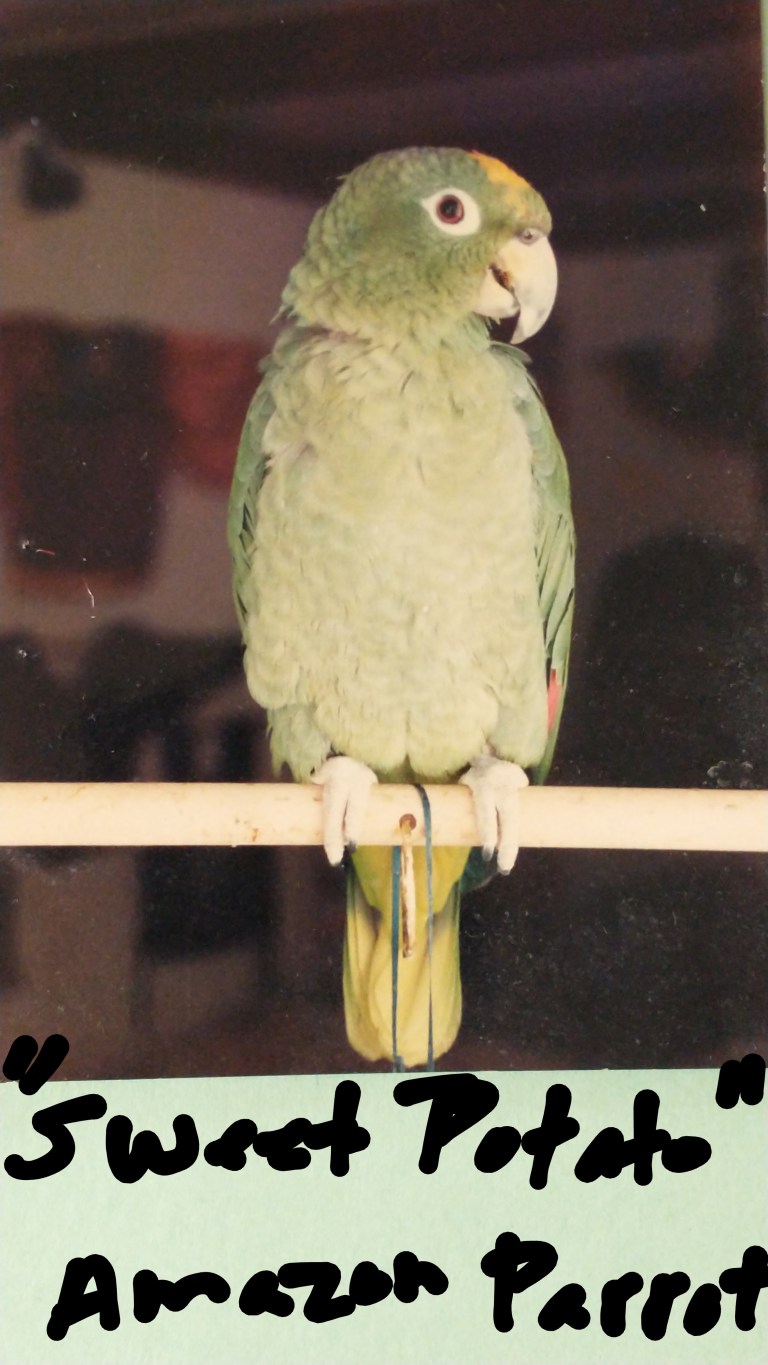 #90. Sexing Your Bird – Reasons why You May want to. – Echoing Great ...