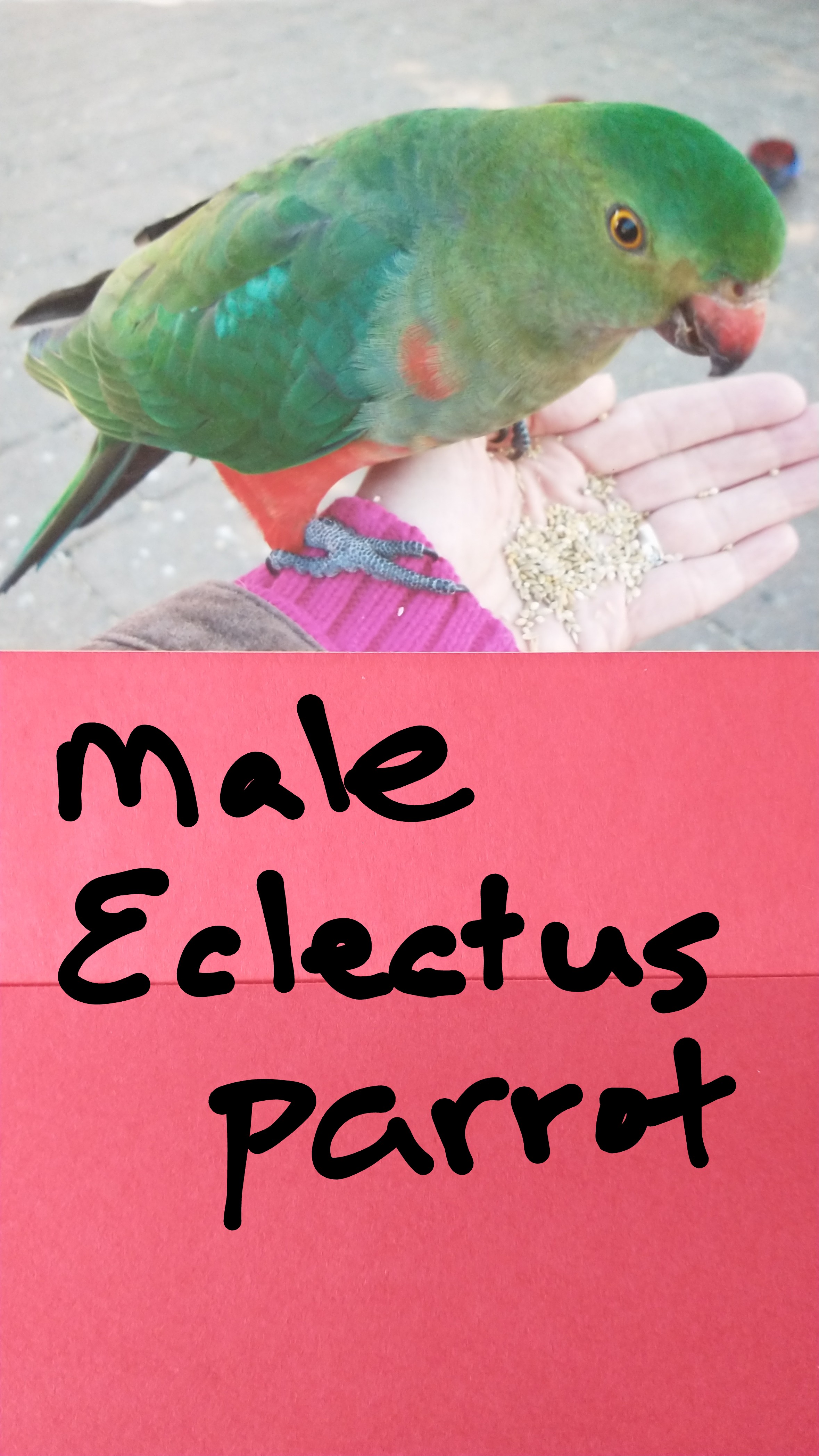 #90. Sexing Your Bird – Reasons why You May want to. – Echoing Great ...