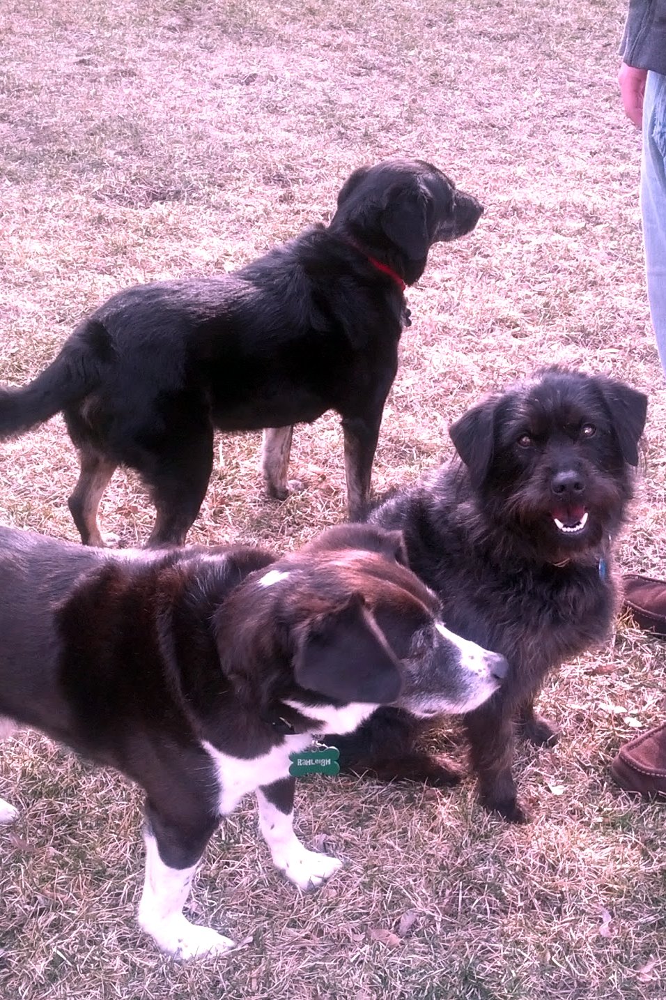 #99. Understanding Dog Training Methods #2 in Series (Positive ...