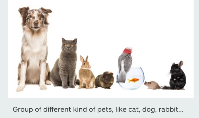 112. Is This Pet Hard to Care For? – Echoing Great Pet Care